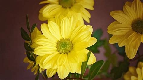 5 Jenis Bunga Krisan Mini Yang Cantik Dan Enak Dipandang