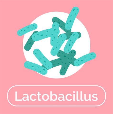 120 Lactobacilli Bacteria Illustrations Royalty Free Vector Graphics