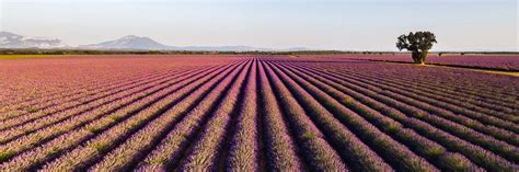 Leaf Marque Standard V161 What You Need To Know Nsf