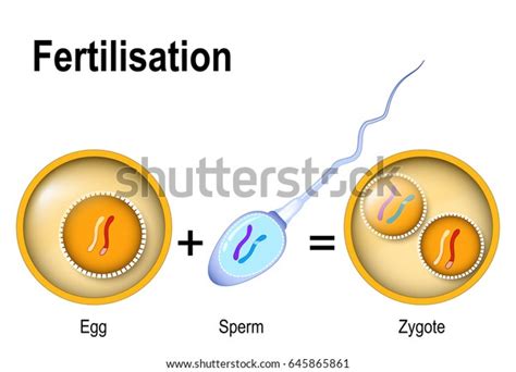 Fertilization Zygote Egg Plus Sperm Genetically Stock Vector Royalty Free 645865861
