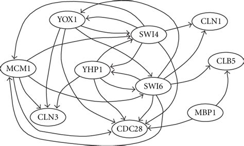 Structure Of Part Of Yeast Cell Cycle Network Download Scientific Diagram