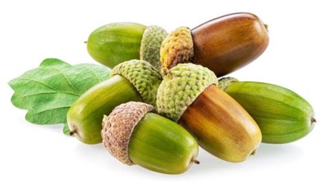 Discover 10 Types Of Acorns And How To Identify Each A Z Animals