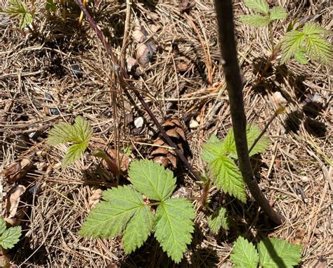 Propagating California Blackberry The Ultimate Guide