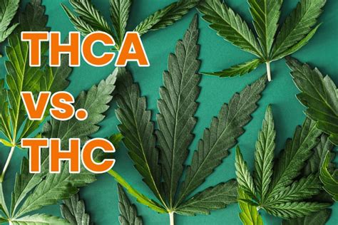 THCA Vs THC Understanding The Difference