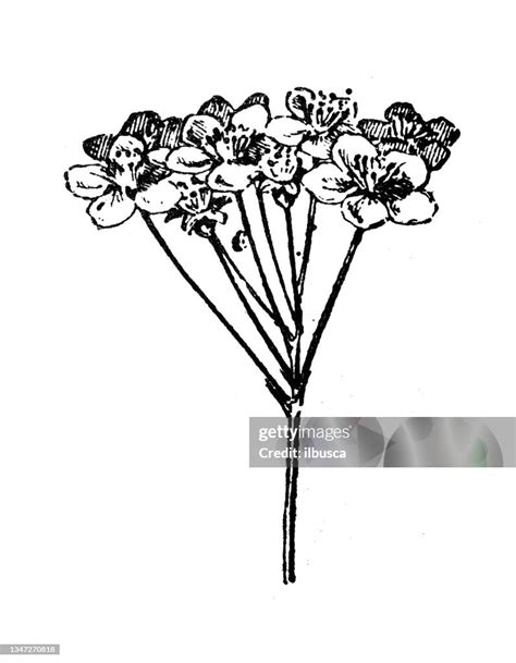 Antique Illustration Corymb High Res Vector Graphic Getty Images
