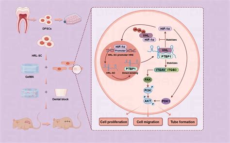 An Hrl‐schif‐1α Positive Feedback Loop Enhances Cell Proliferation Migration And Angiogenesis