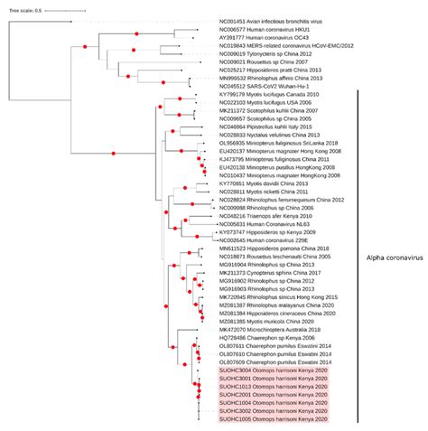 The Maximum Likelihood Consensus Tree Of The Coronavirus Orf1ab