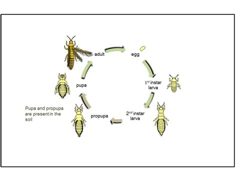 Western Flower Thrips Life Cycle Best Flower Site