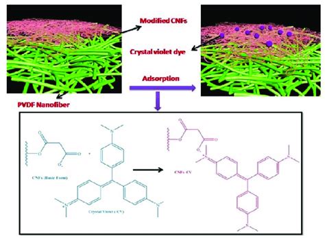 Schematic Representation Of Crystal Violet Removal By Meldrums