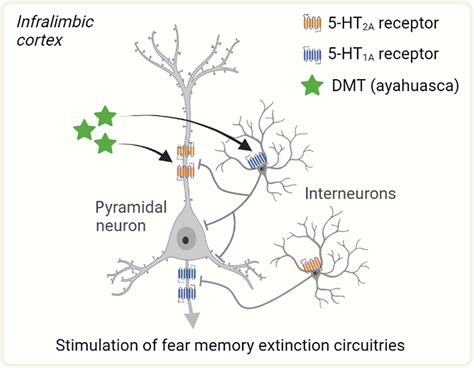 Ayahuasca‐enhanced Extinction Of Fear Behaviour Role Of Infralimbic Cortex 5‐ht2a And 5‐ht1a