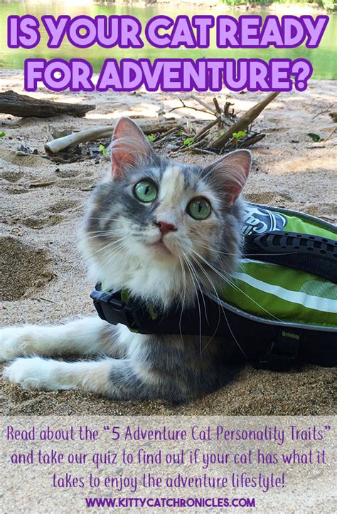 Is Your Cat Ready For Adventure Quiz Included Kitty Cat Chronicles