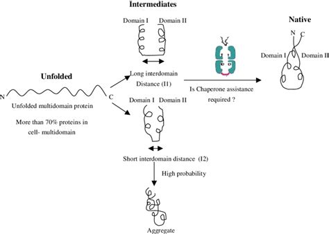 Proposed Schematic Presentation For Multi Domain Large Protein Folding