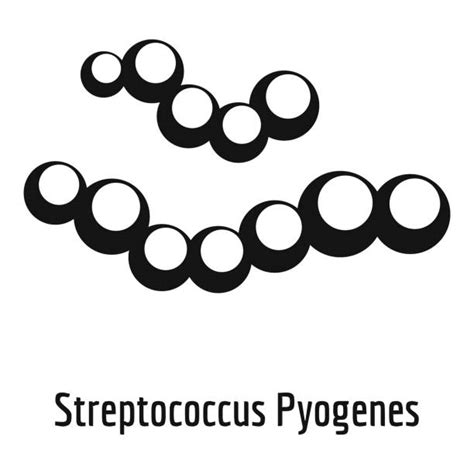 Streptococcus Pyogenes Illustrations Royalty Free Vector Graphics