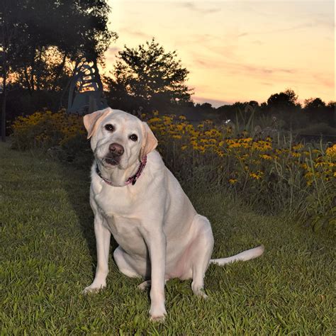 Mastering The ‘stay The Missing Step For A Reliable Stay