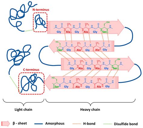 Chemical Structure Of Silk Fibroin Sf The Hydrophobic Heavy H Download Scientific Diagram