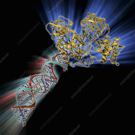 Rna Induced Silencing Complex Stock Image F0096323 Science Photo