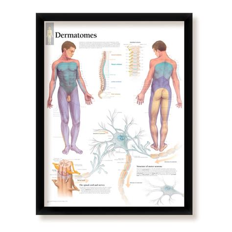 Dermatome Poster Etsy