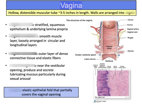 Vaginal Anatomy Diagram Quizlet