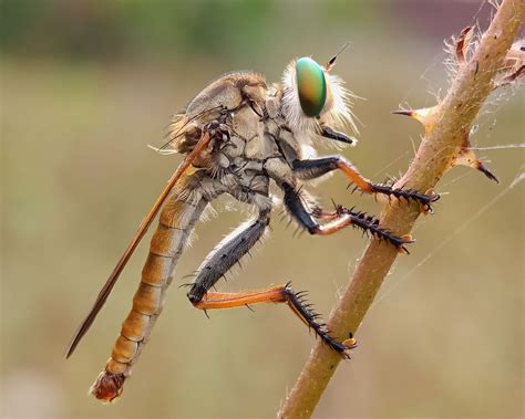 What Are Robber Flies