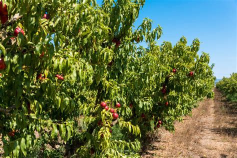 รูปภาพnectarines เลือกดูภาพถ่ายสต็อก เวกเตอร์ และวิดีโอ543 092 Adobe Stock