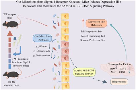 Frontiers Gut Microbiota From Sigma 1 Receptor Knockout Mice Induces Depression Like Behaviors
