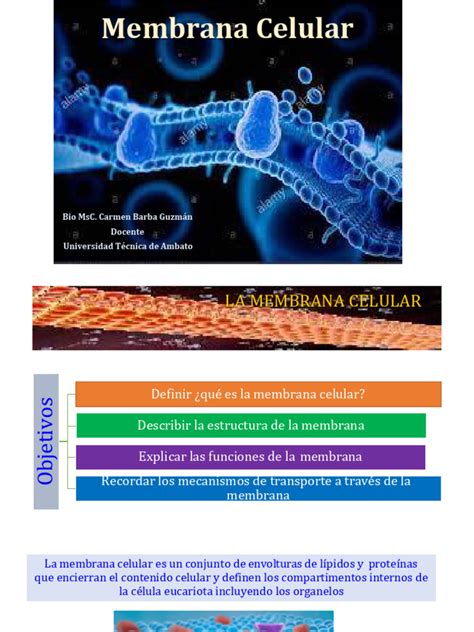 Clase2membrana Estructura Y Funciones Pdf Membrana Celular