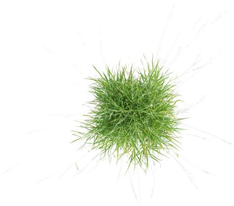 Beach Grass Top View Over 560 Royalty Free Licensable Stock
