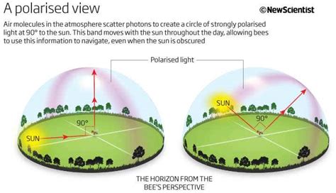 Crittervision See Like A Bee New Scientist