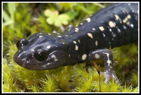 Black Salamander Alchetron The Free Social Encyclopedia
