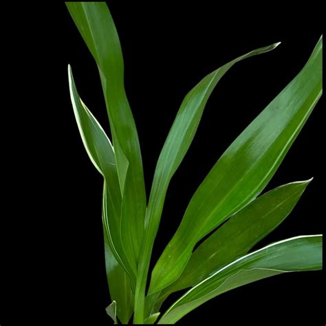 Grammatophyllum Scriptum Var Citrinum Variegata La Foresta Orchids