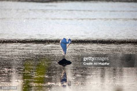 Egert Photos And Premium High Res Pictures Getty Images