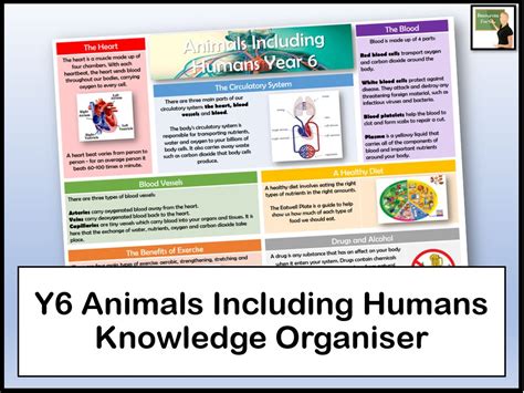 Animals Including Humans Year 6 Knowledge Organiser Teaching Resources