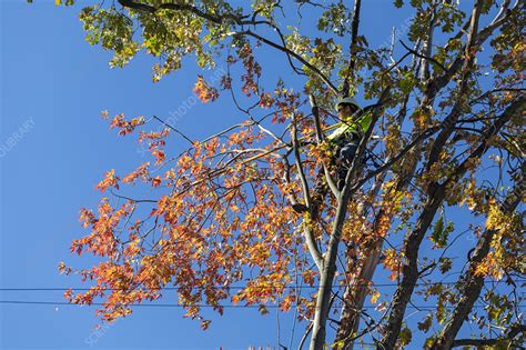 Contractor Trimming Tree Over Power Lines Stock Image C054 3179 Science Photo Library