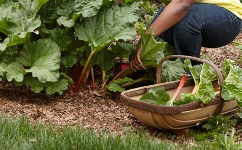 How To Plant And Grow Rhubarb