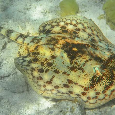 Yellow Stingray Facts Diet Habitat And Pictures On Animaliabio