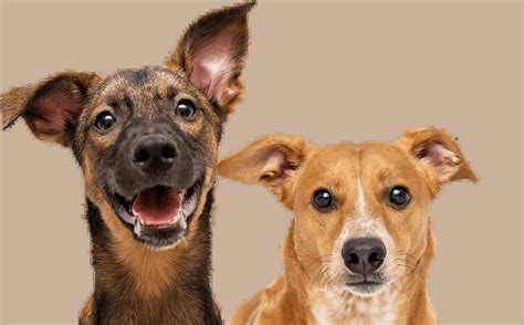 Cocker Spaniel Angielski Rasy Psów Psypl