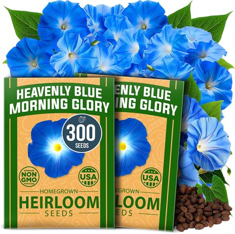Blue Morning Glory Climbing Vine 100 Seeds To Plant