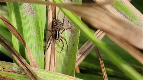 Домовой Паук Tegenaria Domestica Мир Природы Пауки и Насекомые