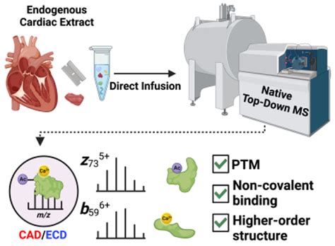 Native Top Down Mass Spectrometry For Characterizing Sarcomeric