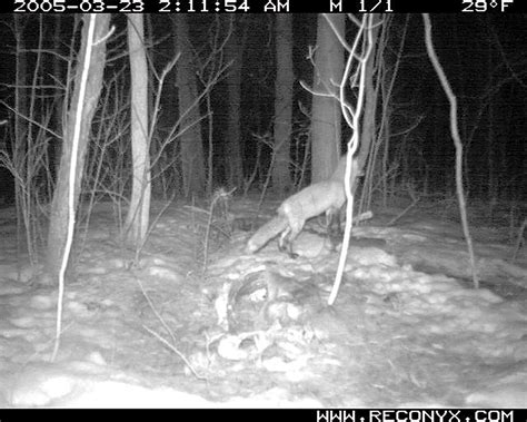 The Demise Of A Deer Carcass Deer And Deer Hunting