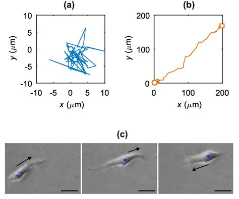 Example Single Cell Trajectories For A Isotropic Motion Around A