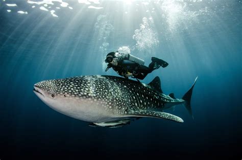 Basking Shark Vs Whale Shark The Complete Guide For 2026
