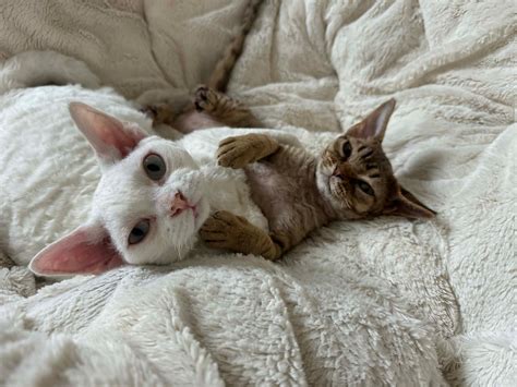 Devon Rex Vs Cornish Rex Whats The Difference