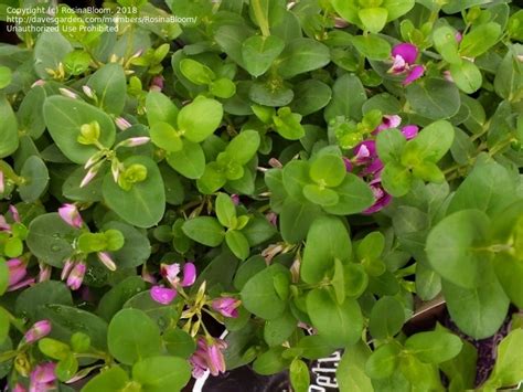 Plantfiles Pictures Sweet Pea Shrub Petite Butterflies Polygala