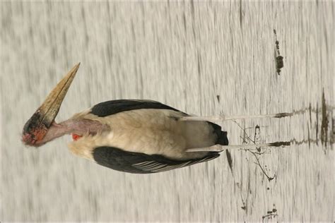 Marabou Stork Photo By Declan Mccullagh