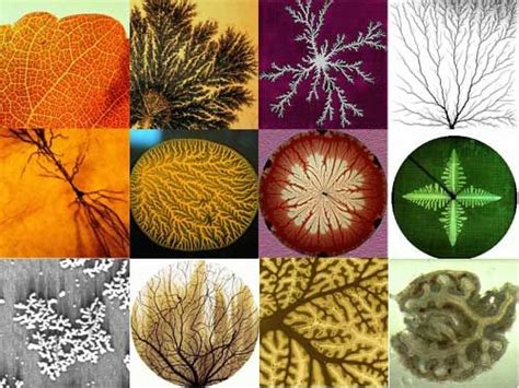 Biological Branching Patterns In Nature