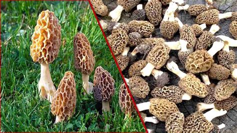 12 Amazing Gucchi Mushroom Benefits That You Didnt Know