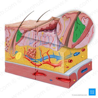 Anatomía De Las Glándulas Sebáceas Kenhub