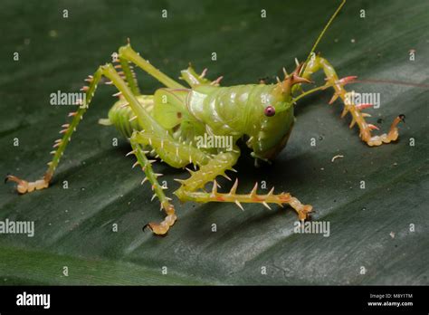 Katydid Predators