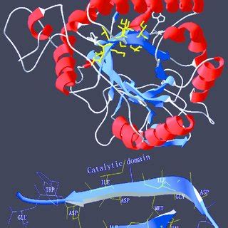 The Concentrations And Chitinase Activitys Of Proteins Subjected To